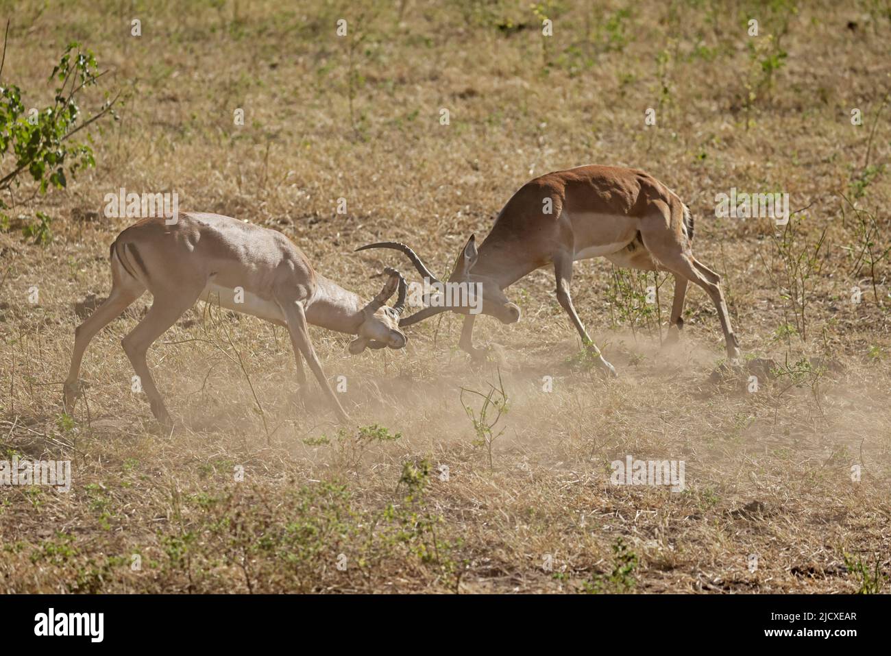 Two Male Impala fighting in Chobe National Park Botswana Stock Photo ...