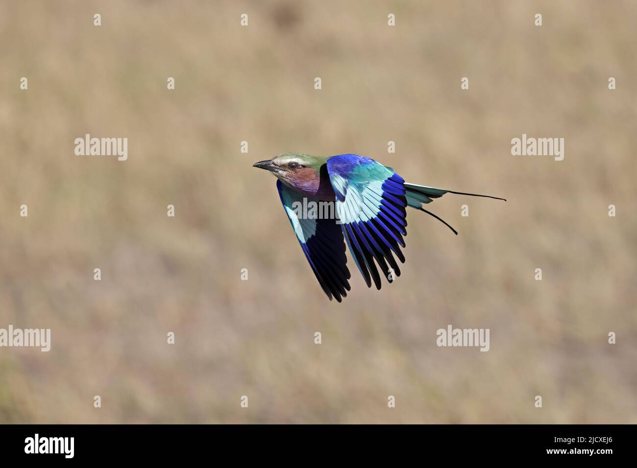 Flying lilac breasted roller hi-res stock photography and images - Alamy