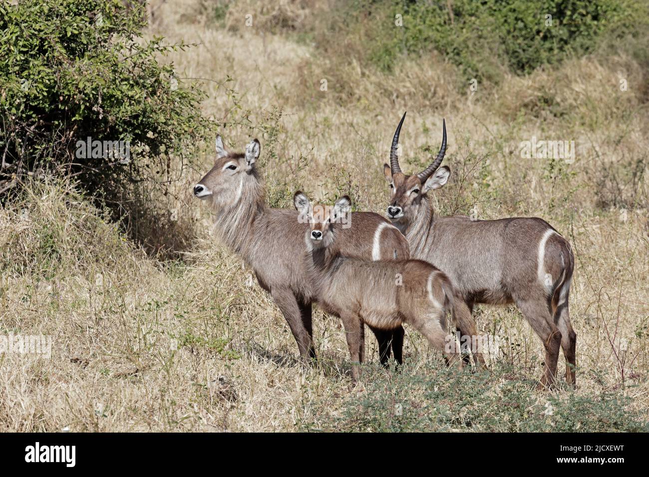 Three Waterbuck including male with antlers in Chobe National Park ...