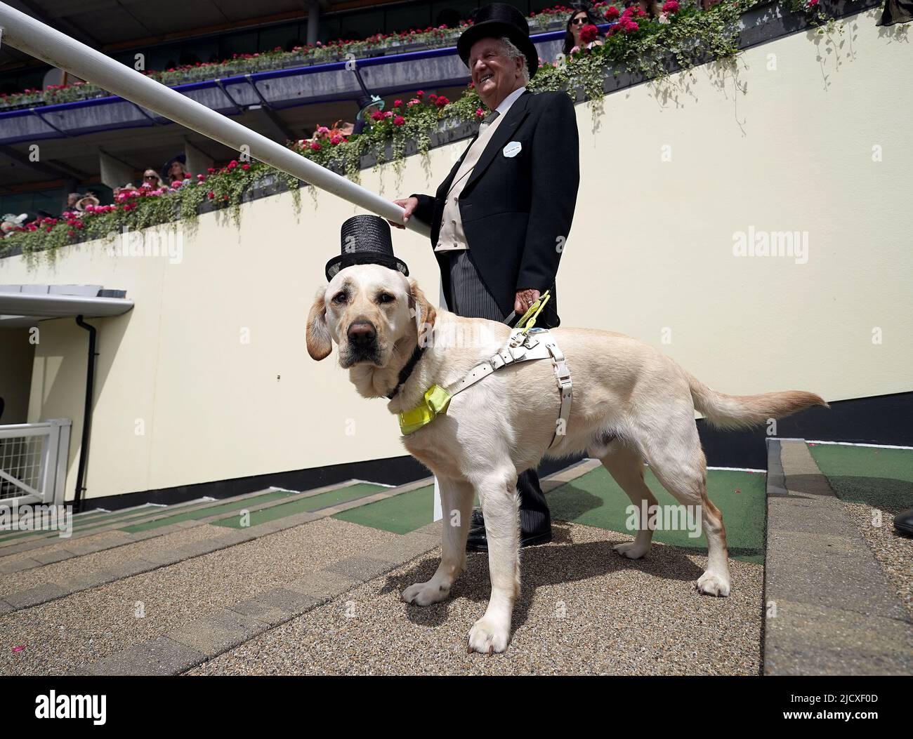 A guide dog called Jimbo wearing a top hat as he heads to the royal ...