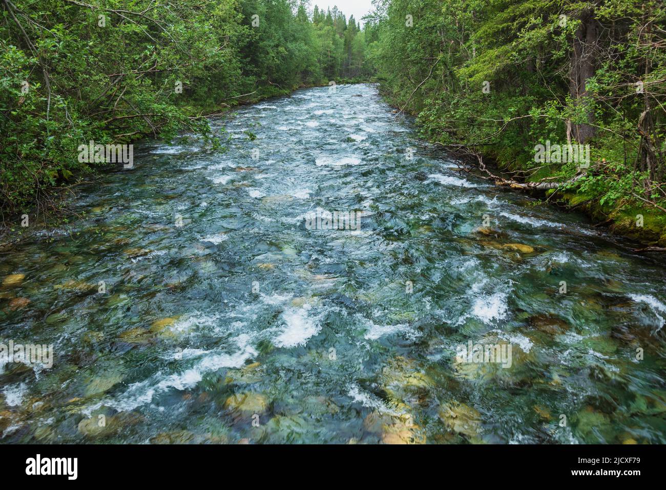 Rapidly flowing shallow mountain stream through dense forest in Lapland ...