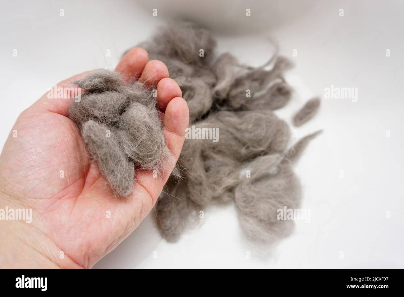 Pile of cat fur combed from scottish fold cat close up view Stock Photo ...