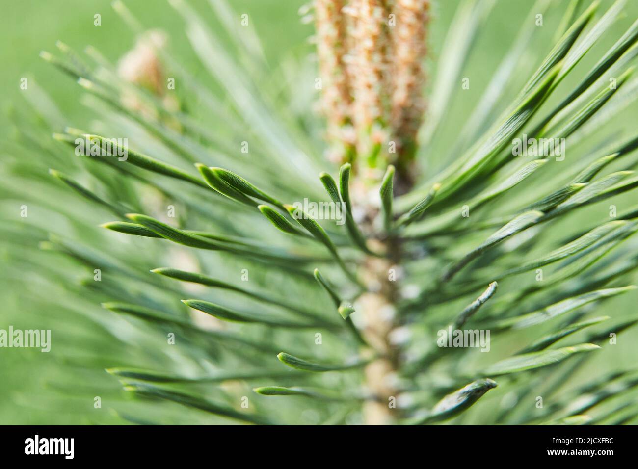 Male pine tree flower hi-res stock photography and images - Alamy