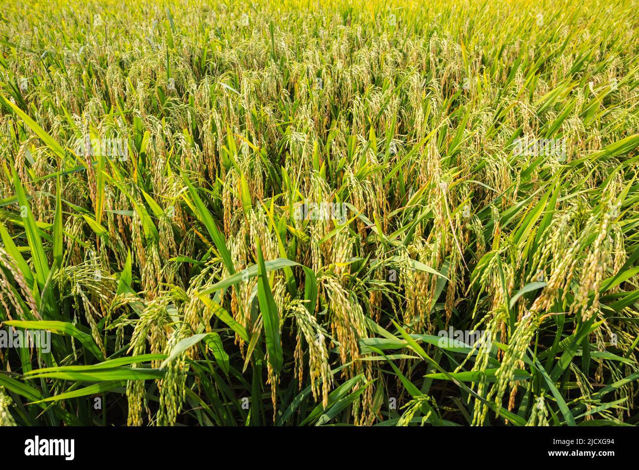 The Rice field, Thailand, Southeast Asia Stock Photo - Alamy
