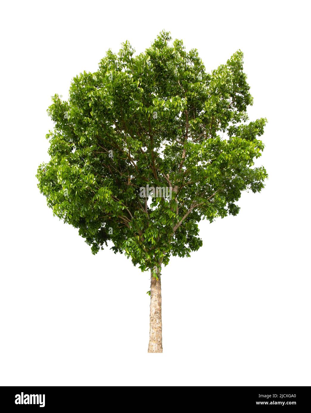 The Single Tree isolated on white background, With Clipping path Stock ...