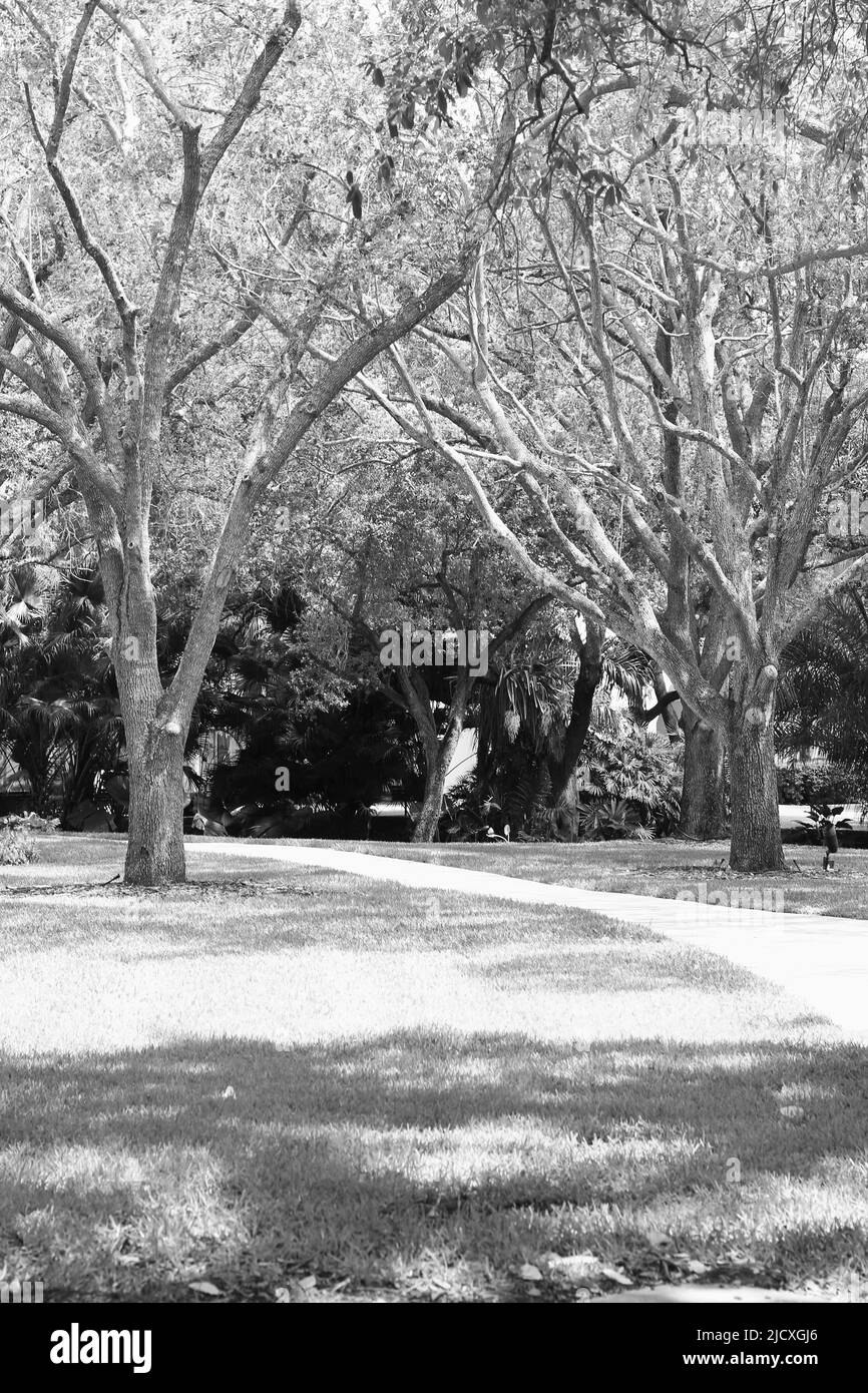 A casual paved path winding thru the tropical garden in black and white ...