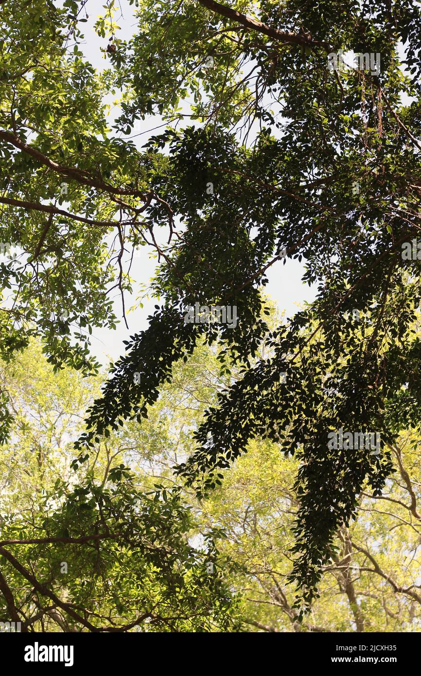 Lush tropical tree tops hi-res stock photography and images - Alamy