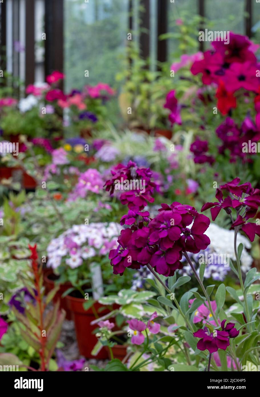 Flowering plants including petunias, phlox and pericallis cruenta, in ...