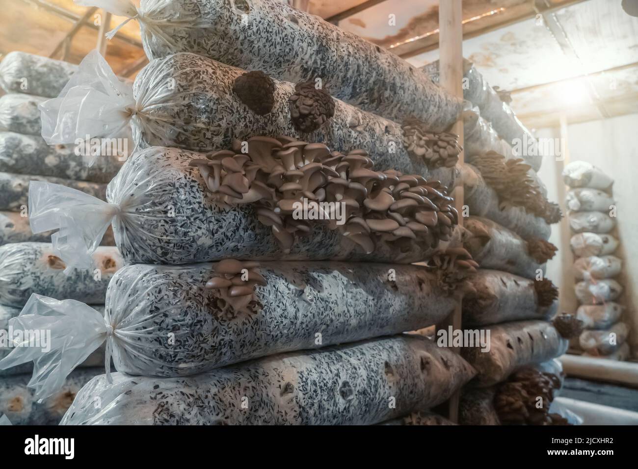 Mushroom Farm, cultivation and growing fungus in organic soil material ...