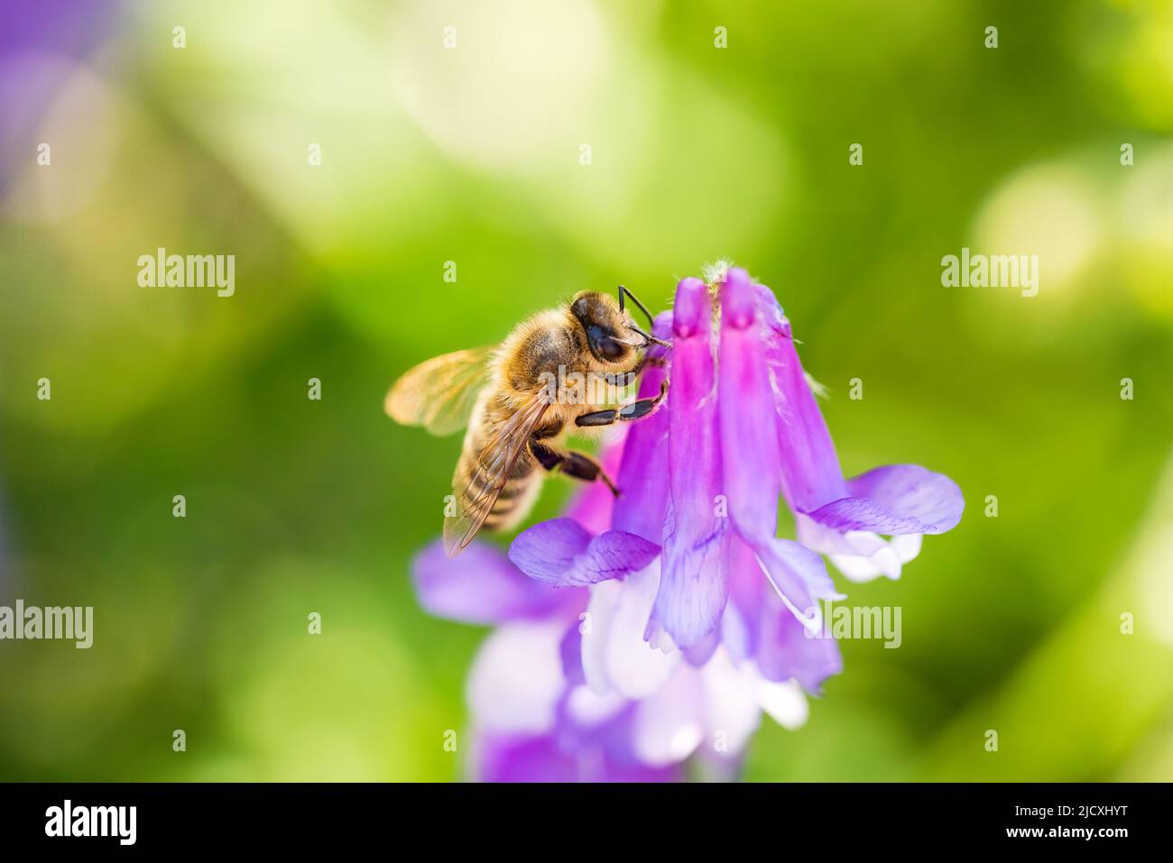 Tares garden hi-res stock photography and images - Alamy