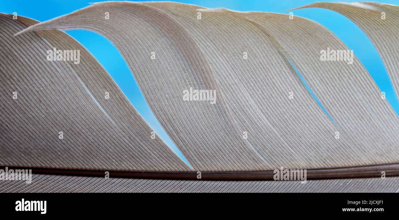Feather layout hi-res stock photography and images - Alamy