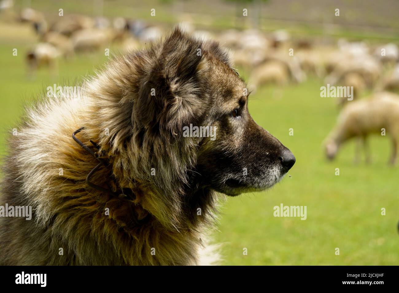 Farmer with sheepdog field hi-res stock photography and images - Alamy