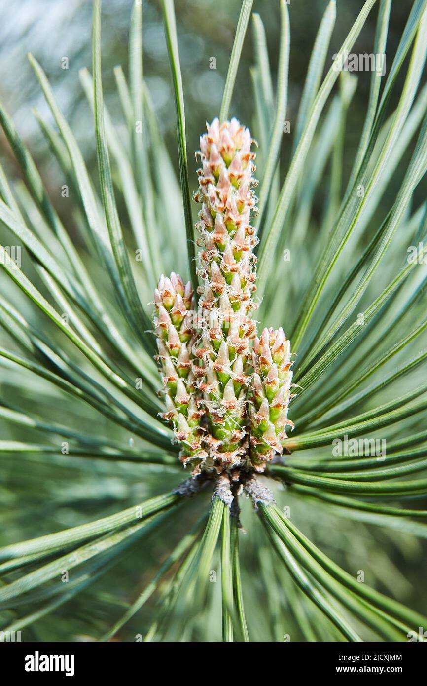Pine tree flower close up. Vertical picture Stock Photo - Alamy
