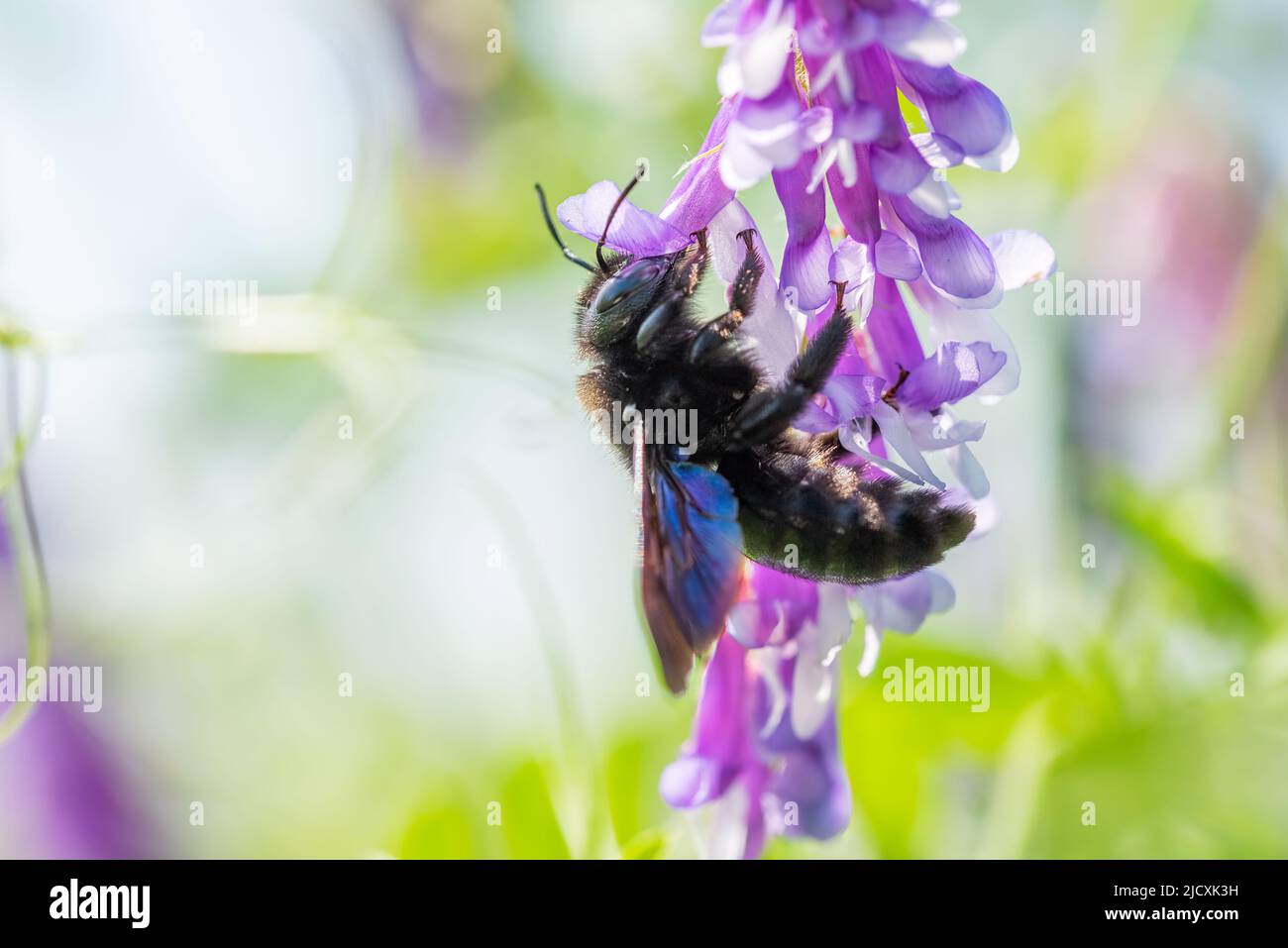 Tares gardening hi-res stock photography and images - Alamy