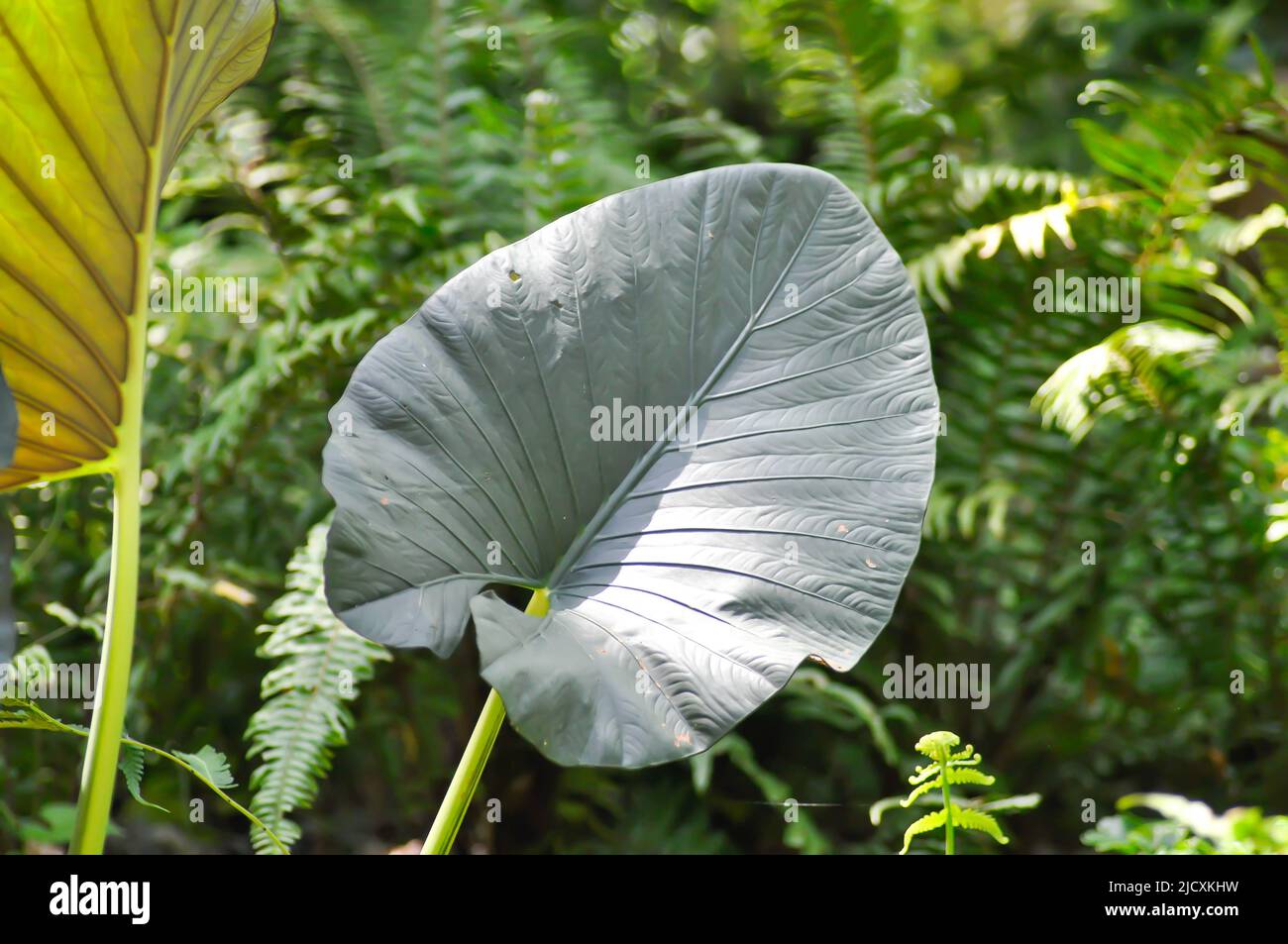Alocasia Regal Shield ,Alocasia plant in the garden Stock Photo - Alamy