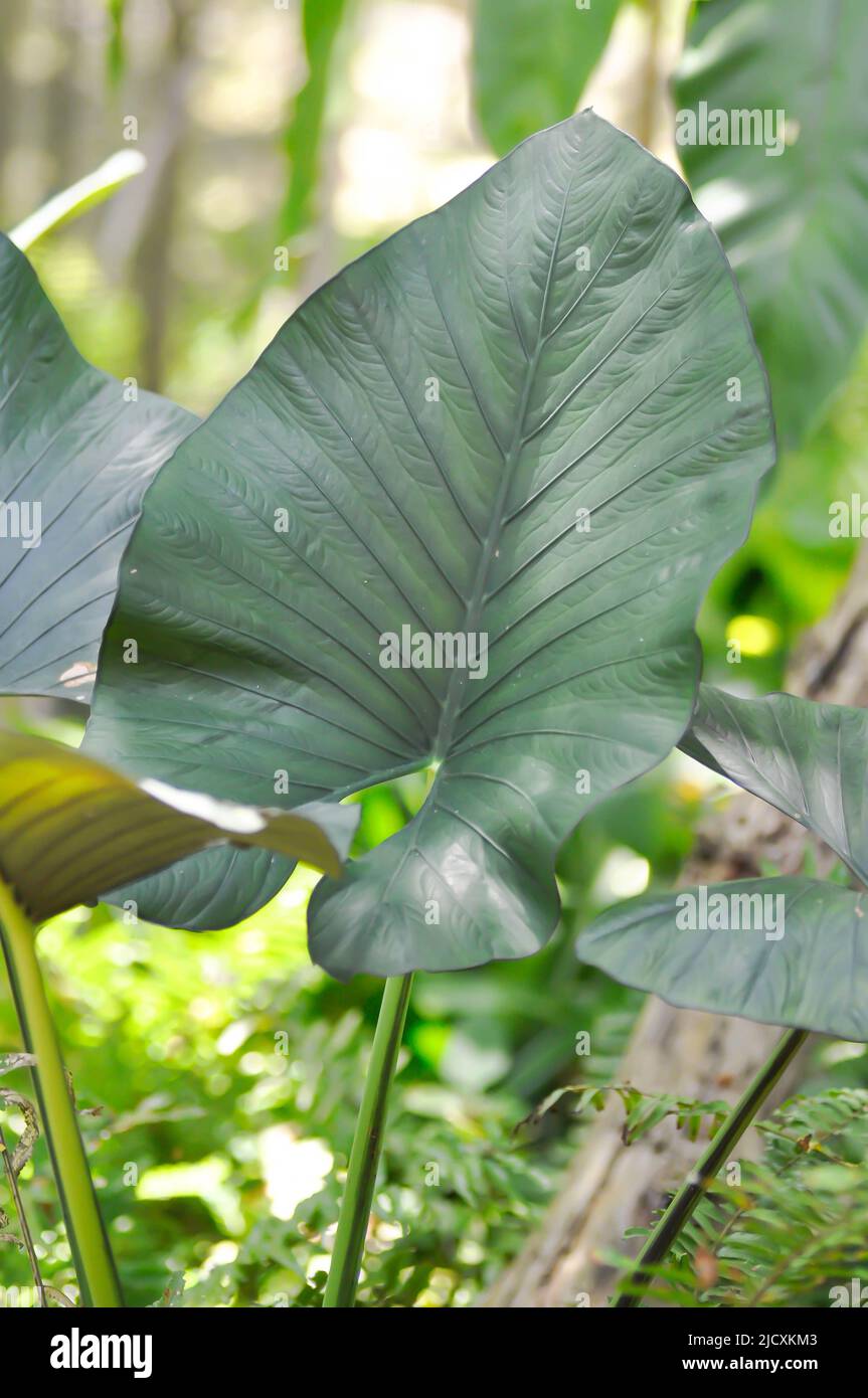 Alocasia Regal Shield ,Alocasia plant in the garden Stock Photo - Alamy