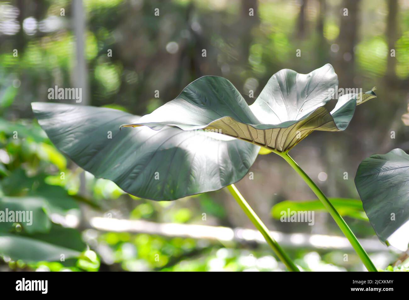 Alocasia Regal Shield ,Alocasia plant in the garden Stock Photo - Alamy