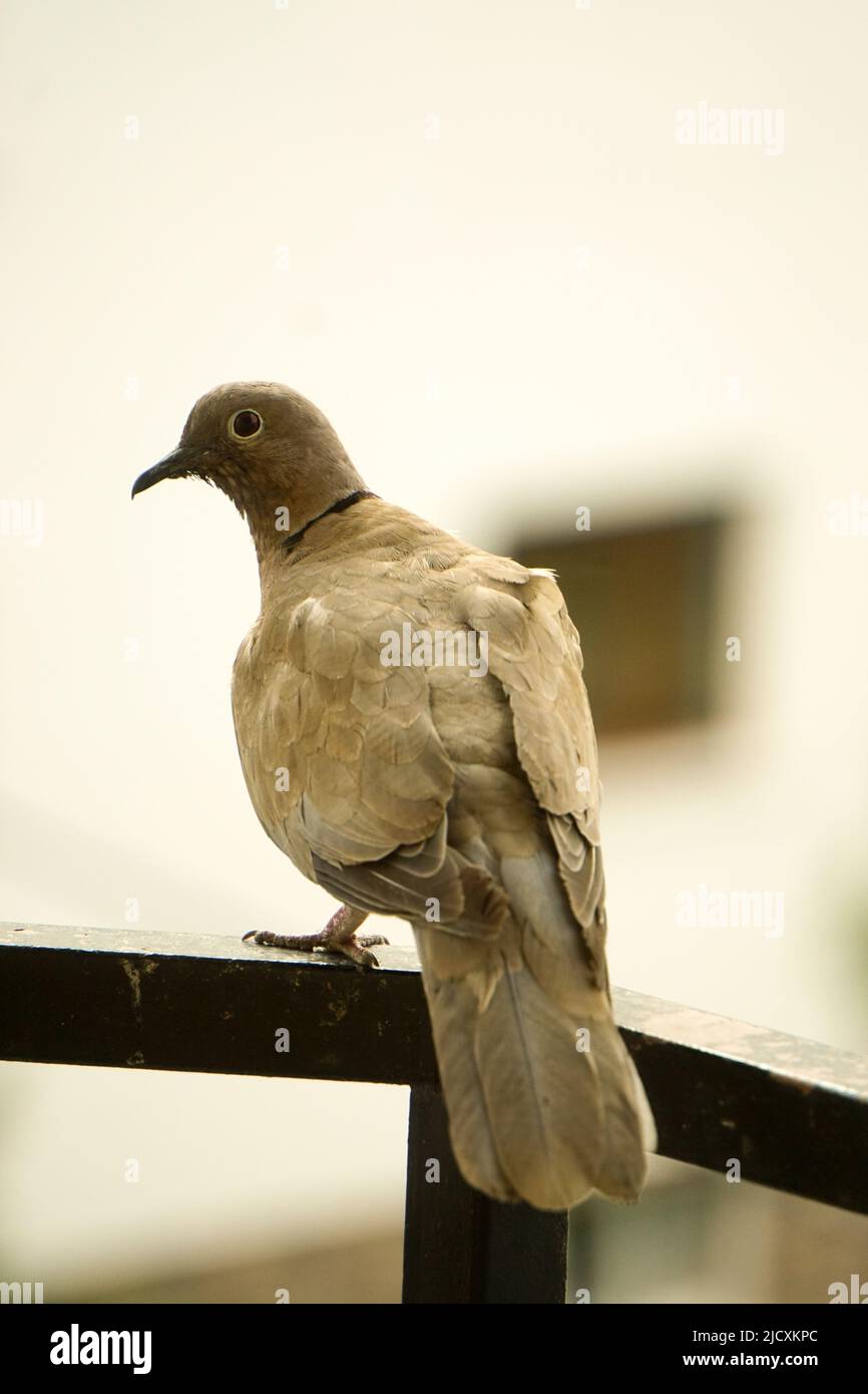 Pigeon bird posing for the camera close up view Stock Photo - Alamy