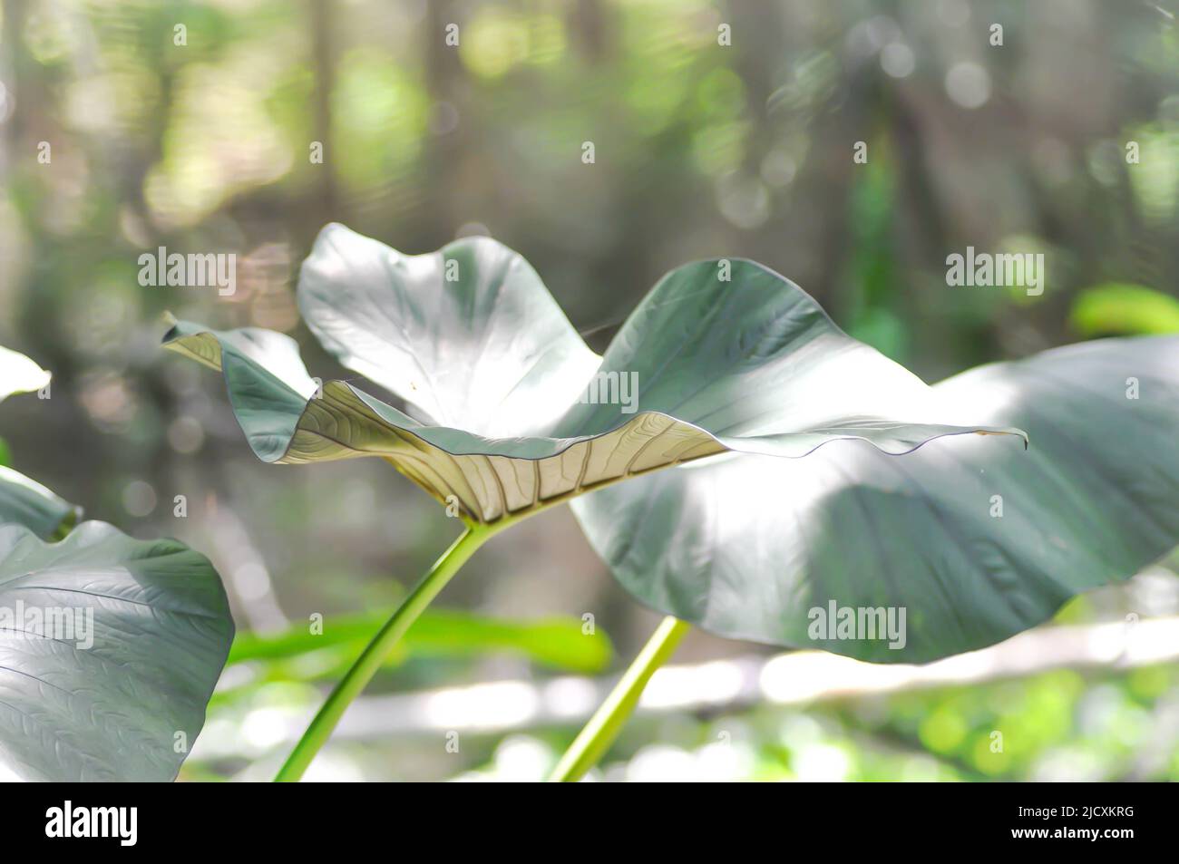 Alocasia Regal Shield ,Alocasia plant in the garden Stock Photo - Alamy