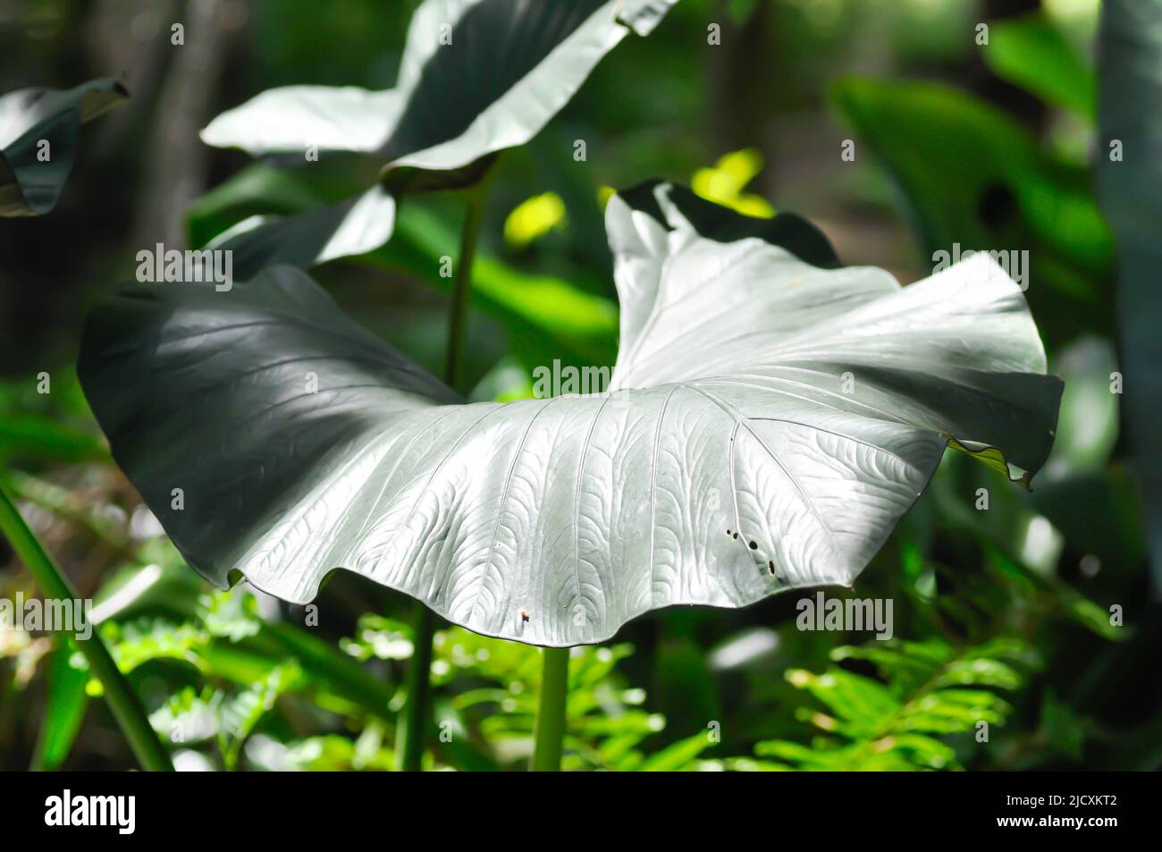 Alocasia Regal Shield ,Alocasia plant in the garden Stock Photo - Alamy