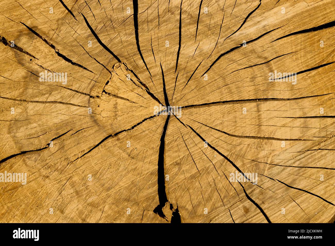 Tree trunk pattern close up view Stock Photo - Alamy