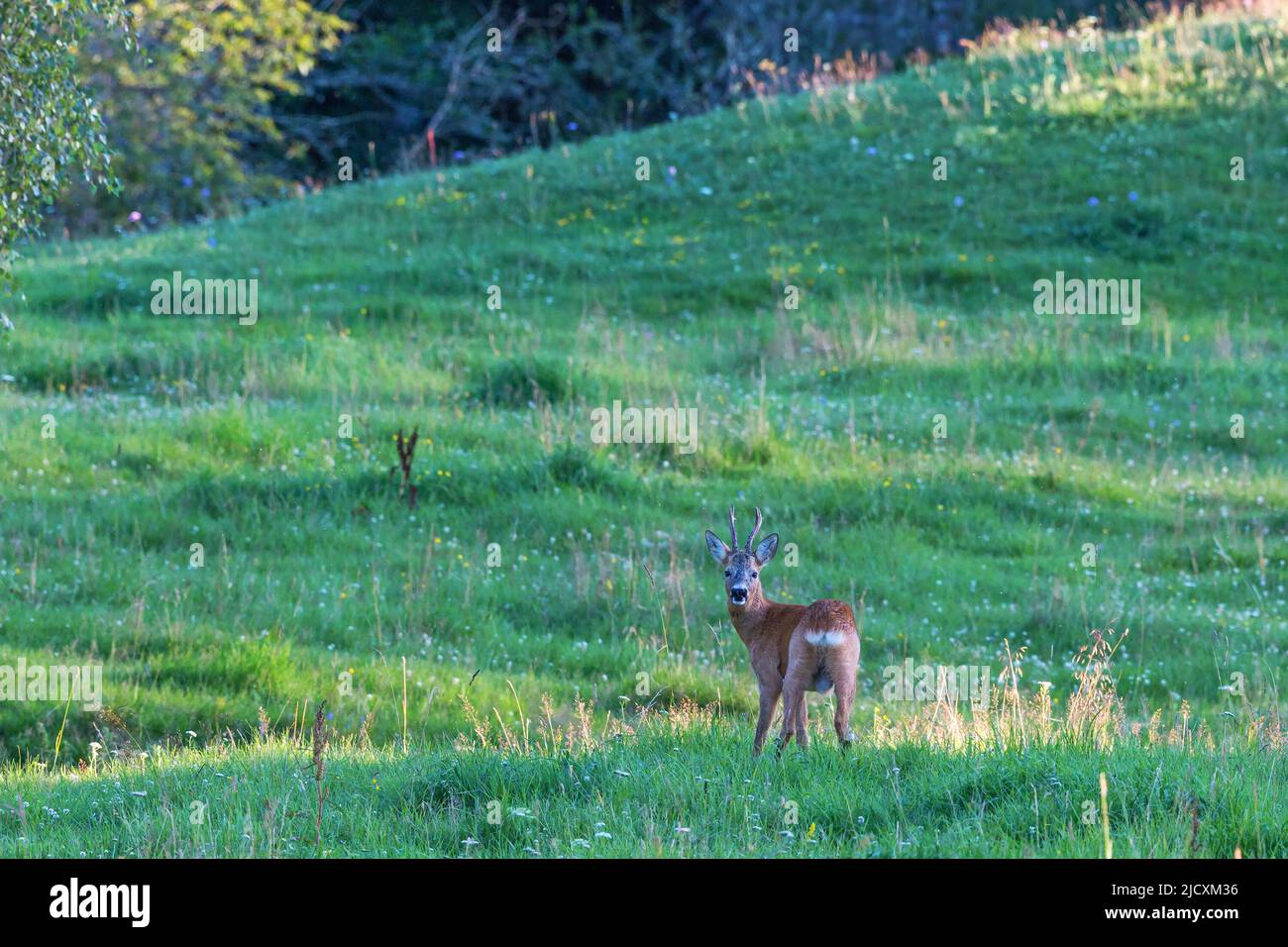 Roebuck on a meadow in the woods Stock Photo - Alamy