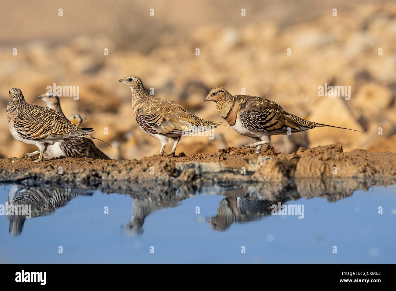 The pin-tailed sandgrouse (Pterocles alchata) is a medium large bird in ...