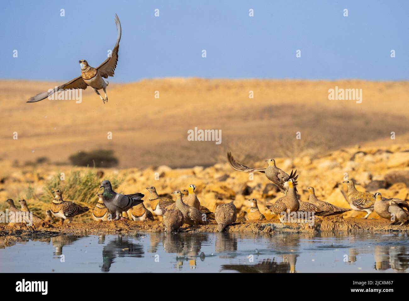 The pin-tailed sandgrouse (Pterocles alchata) is a medium large bird in ...