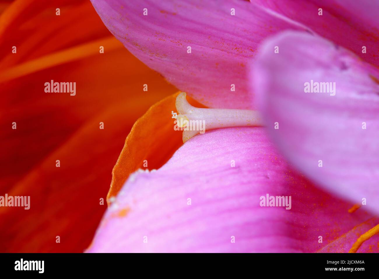 Close-up of a lily flower detail stock photo Stock Photo - Alamy