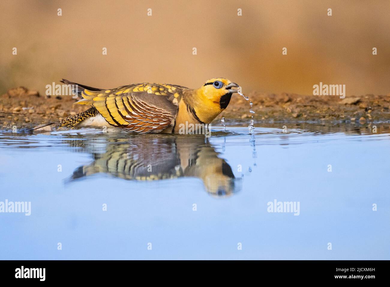 The pin-tailed sandgrouse (Pterocles alchata) is a medium large bird in ...
