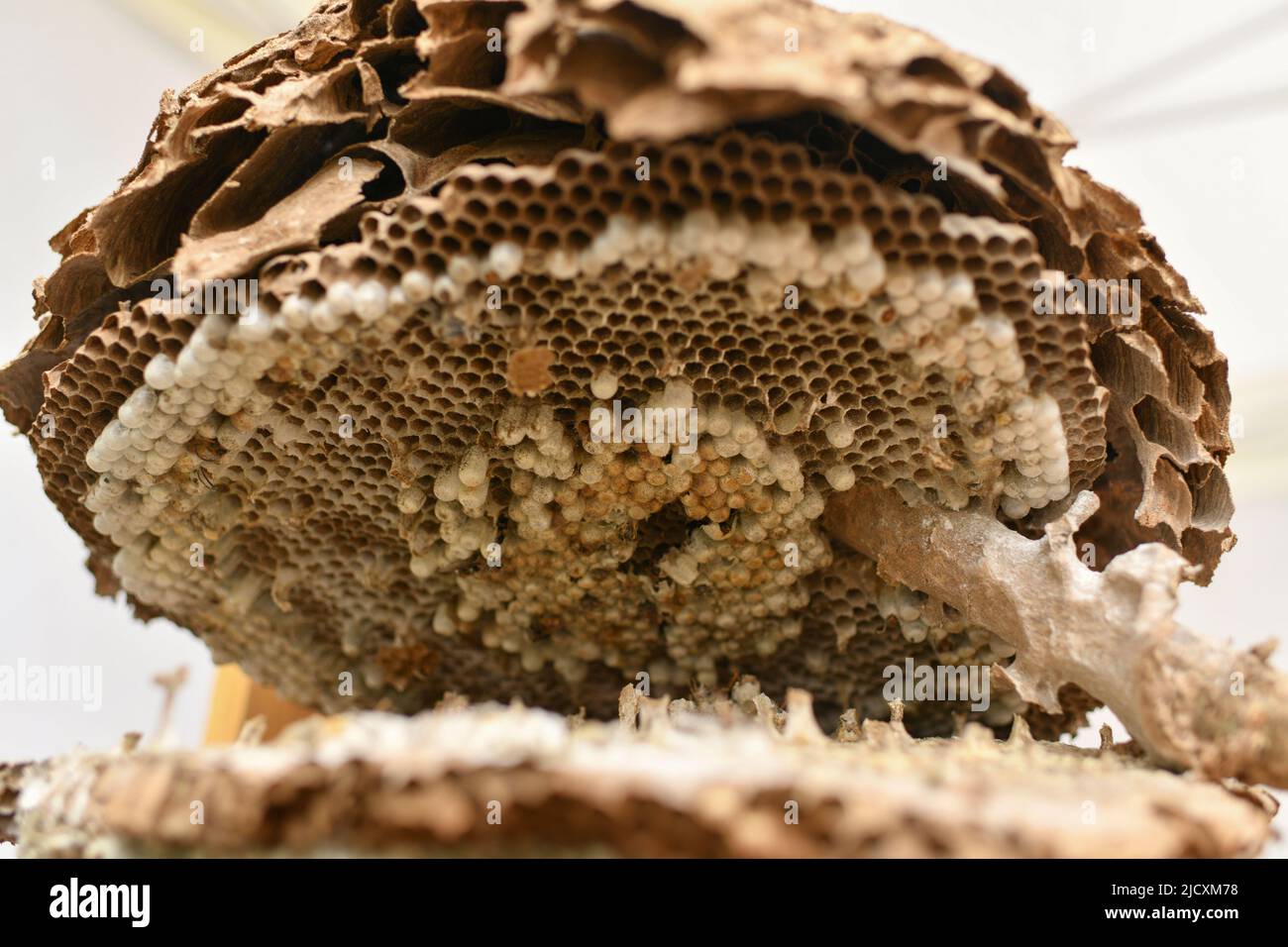 Dry empty hive in nature without the bees Stock Photo - Alamy