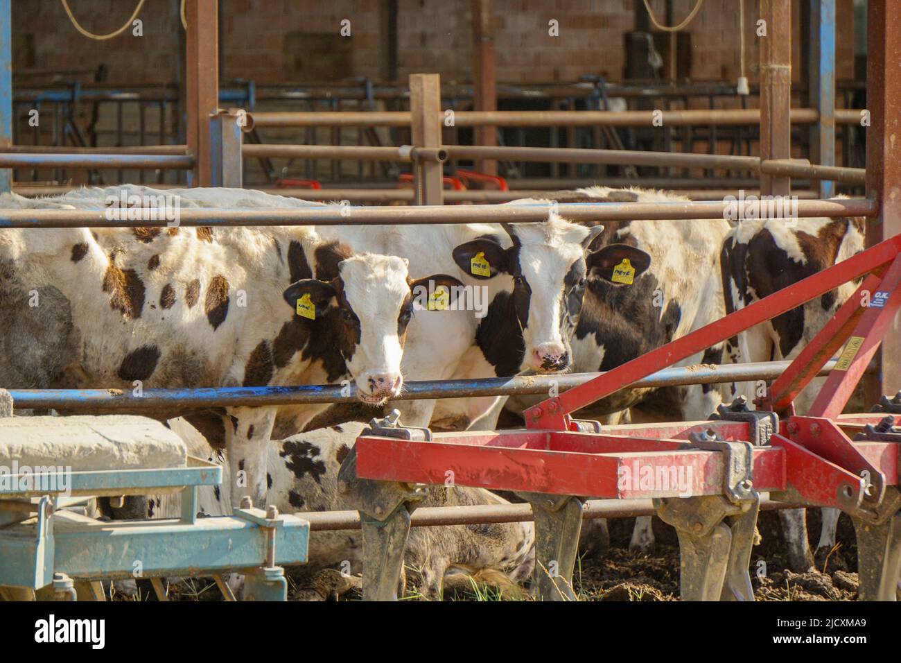 Modern cow barn with livestock close up view Stock Photo - Alamy