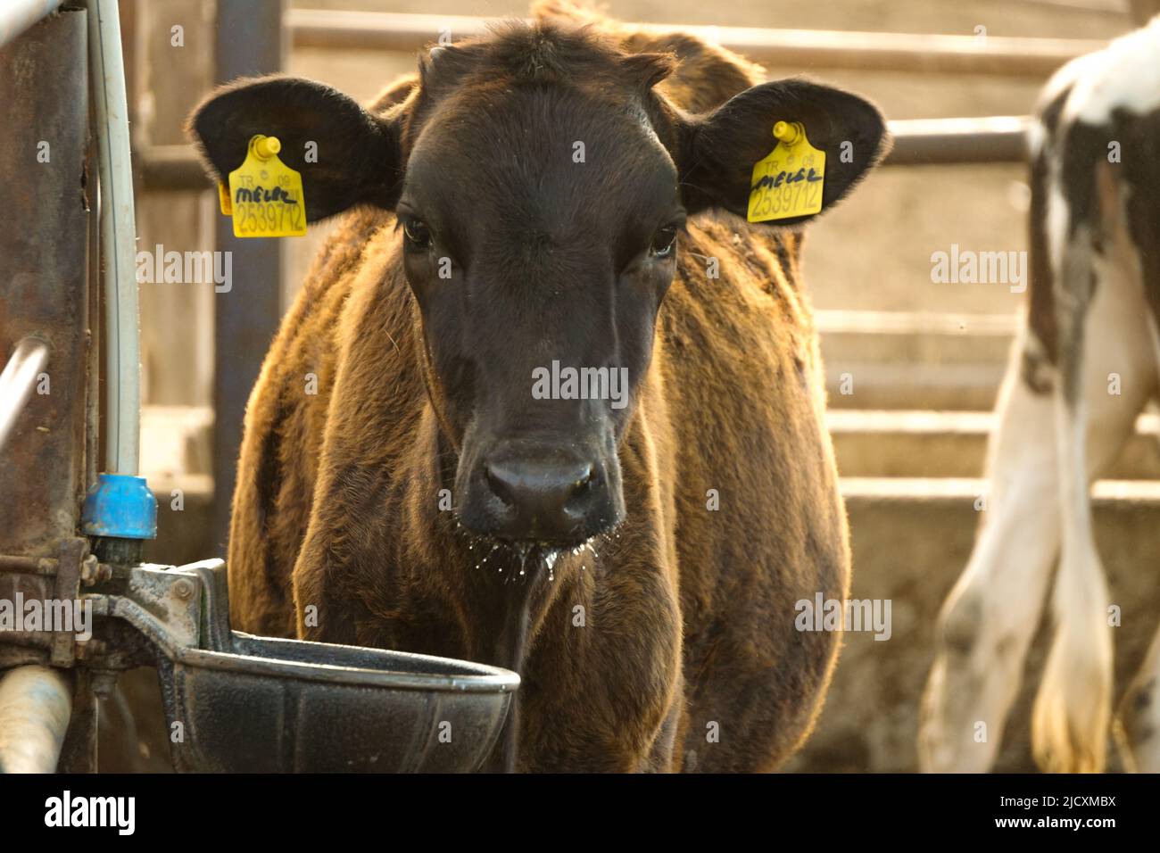 Cow barn hi-res stock photography and images - Alamy