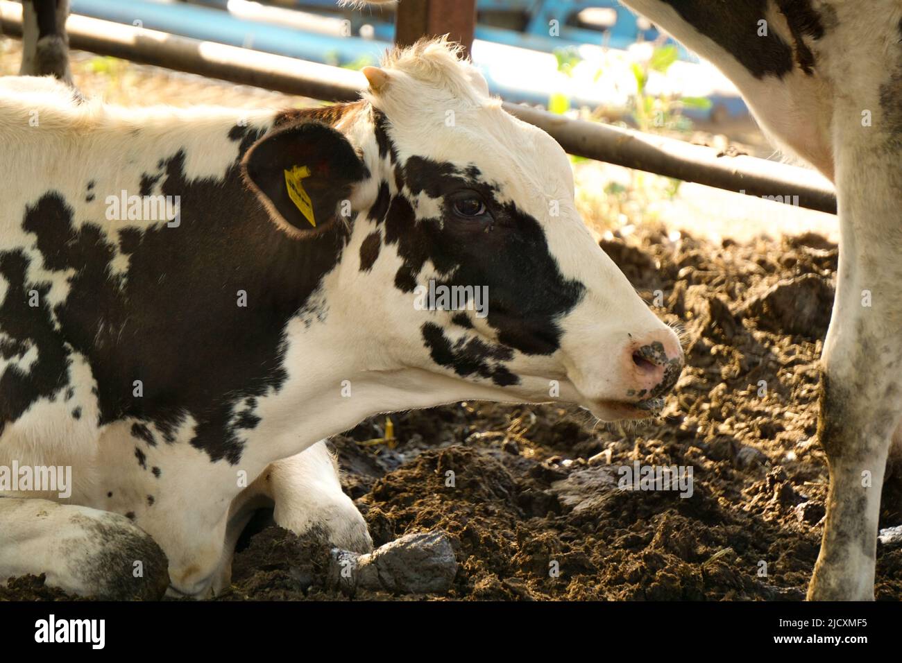 Cow barn hi-res stock photography and images - Alamy