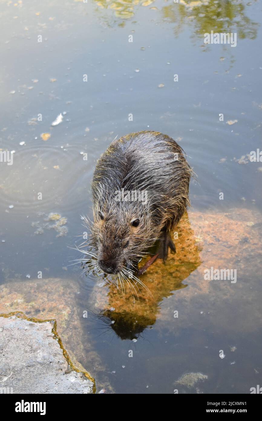 Nutria babies hi-res stock photography and images - Alamy