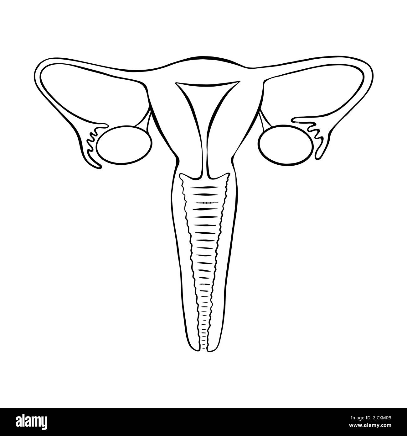 Female reproductive system. Doodle internal organ. Vector illustration ...