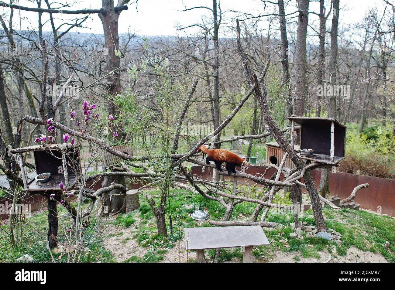Red pandas climb trees at city zoo Stock Photo - Alamy