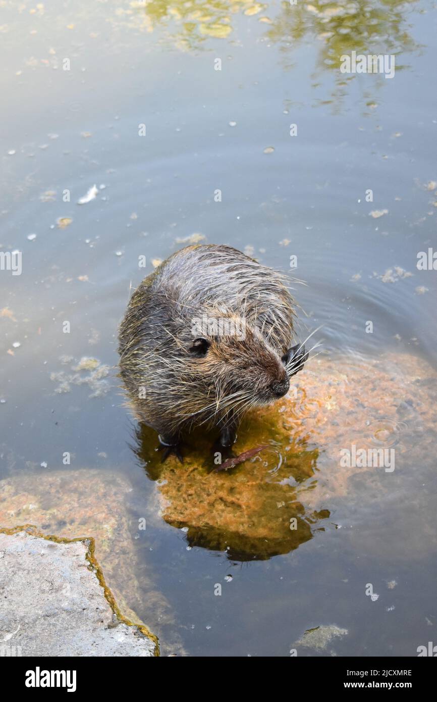Nutria babies hi-res stock photography and images - Alamy