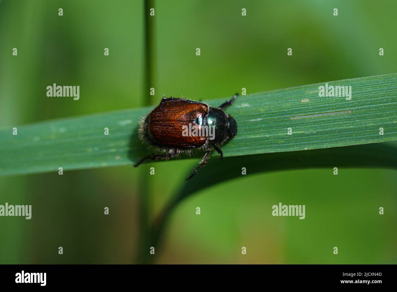 tiny brown bug on a blade of grass Stock Photo - Alamy