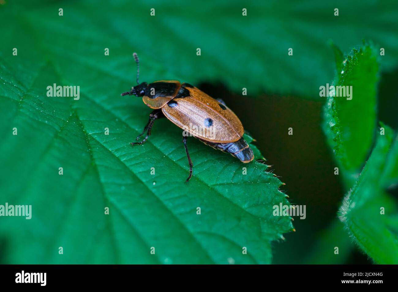 tiny brown bug with black spots on a leaf Stock Photo - Alamy