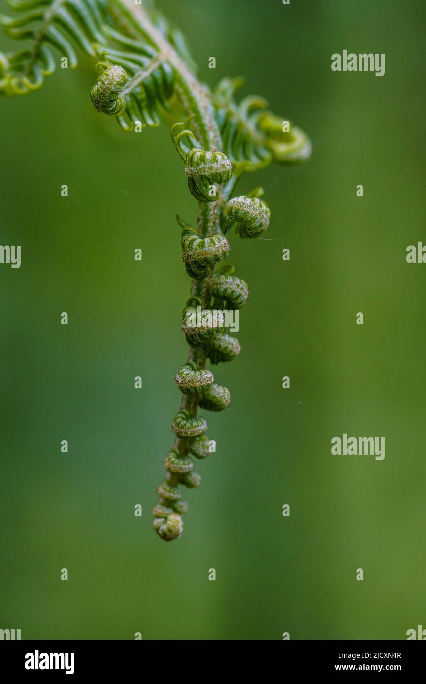 end of a fern - side view Stock Photo - Alamy