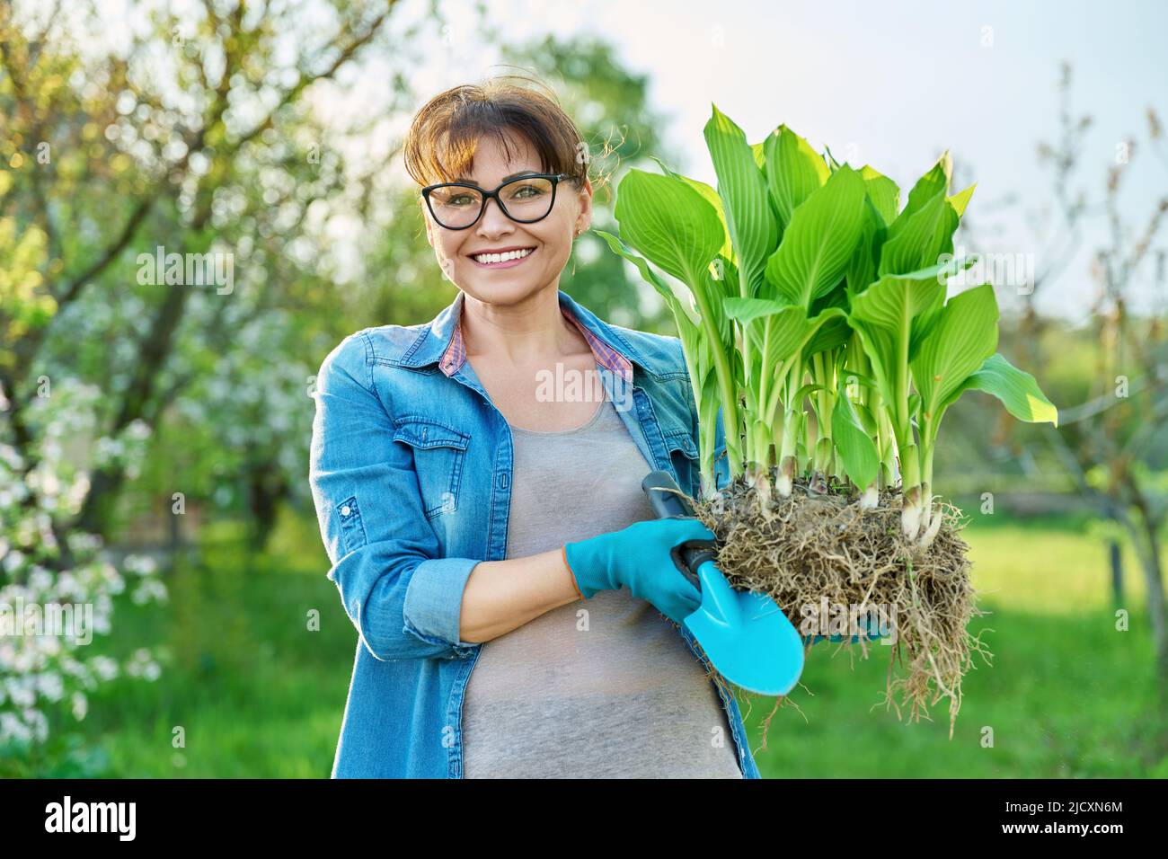 Woman in gardening gloves holding bush of hosta plant with roots for ...