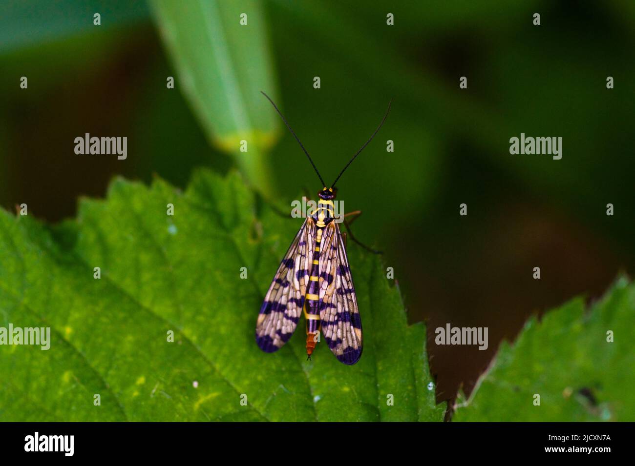 insect with wings and black spots Stock Photo - Alamy