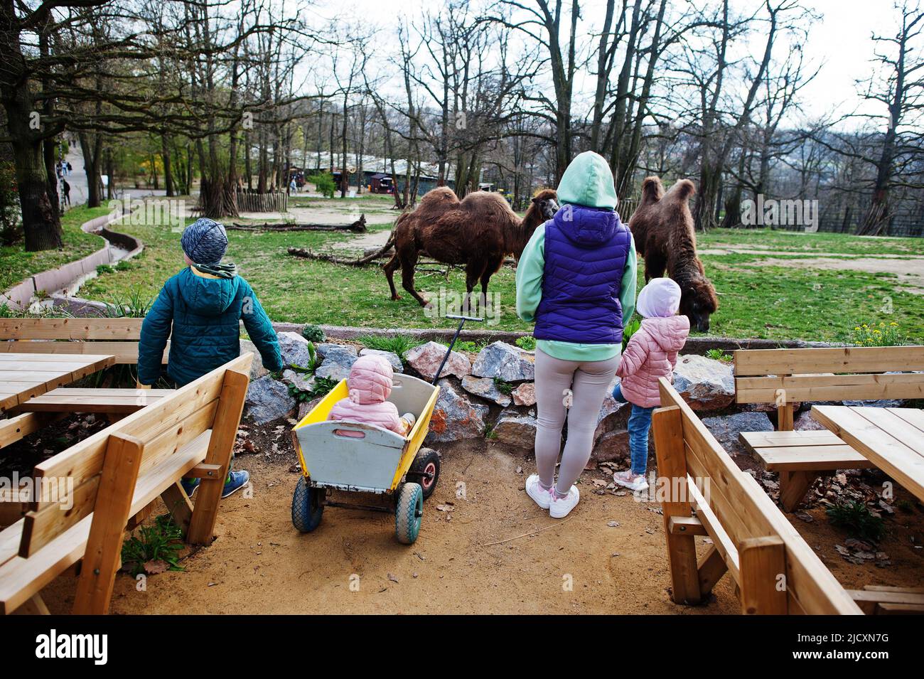 Mother with four kids discovering and watching camels at zoo Stock ...