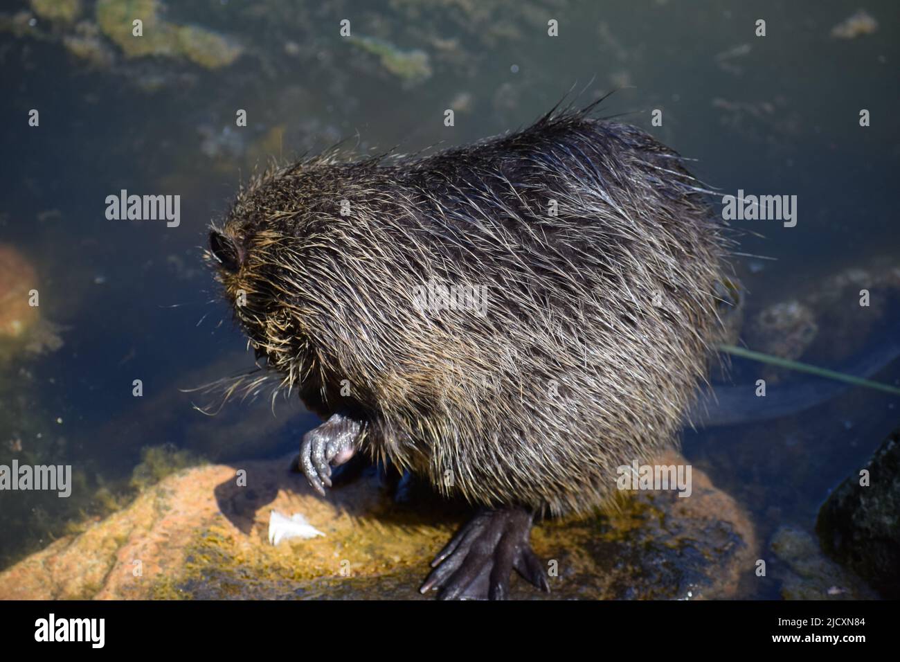 Nutria babies hi-res stock photography and images - Alamy