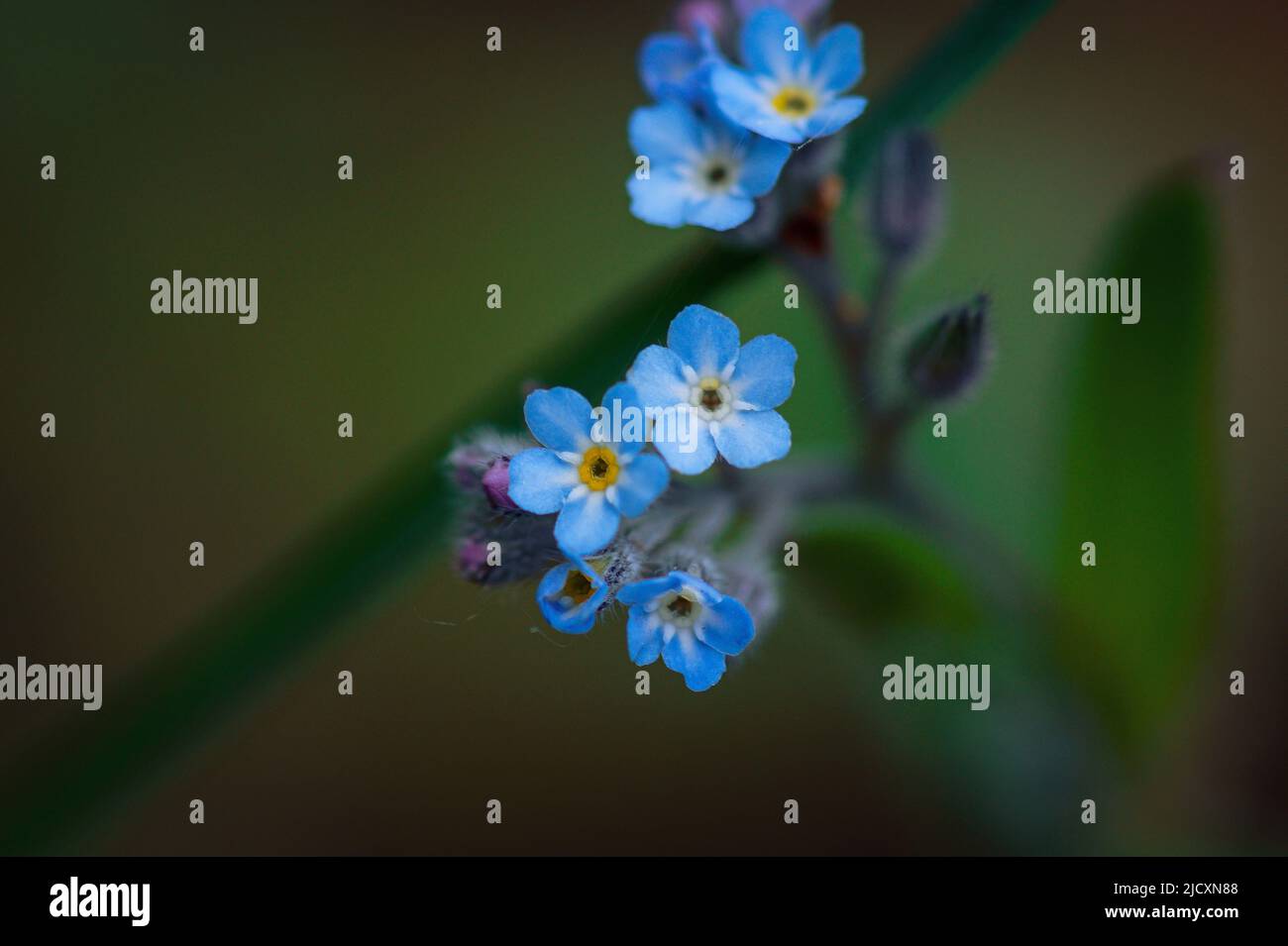 Blue tiny flowers hi-res stock photography and images - Alamy