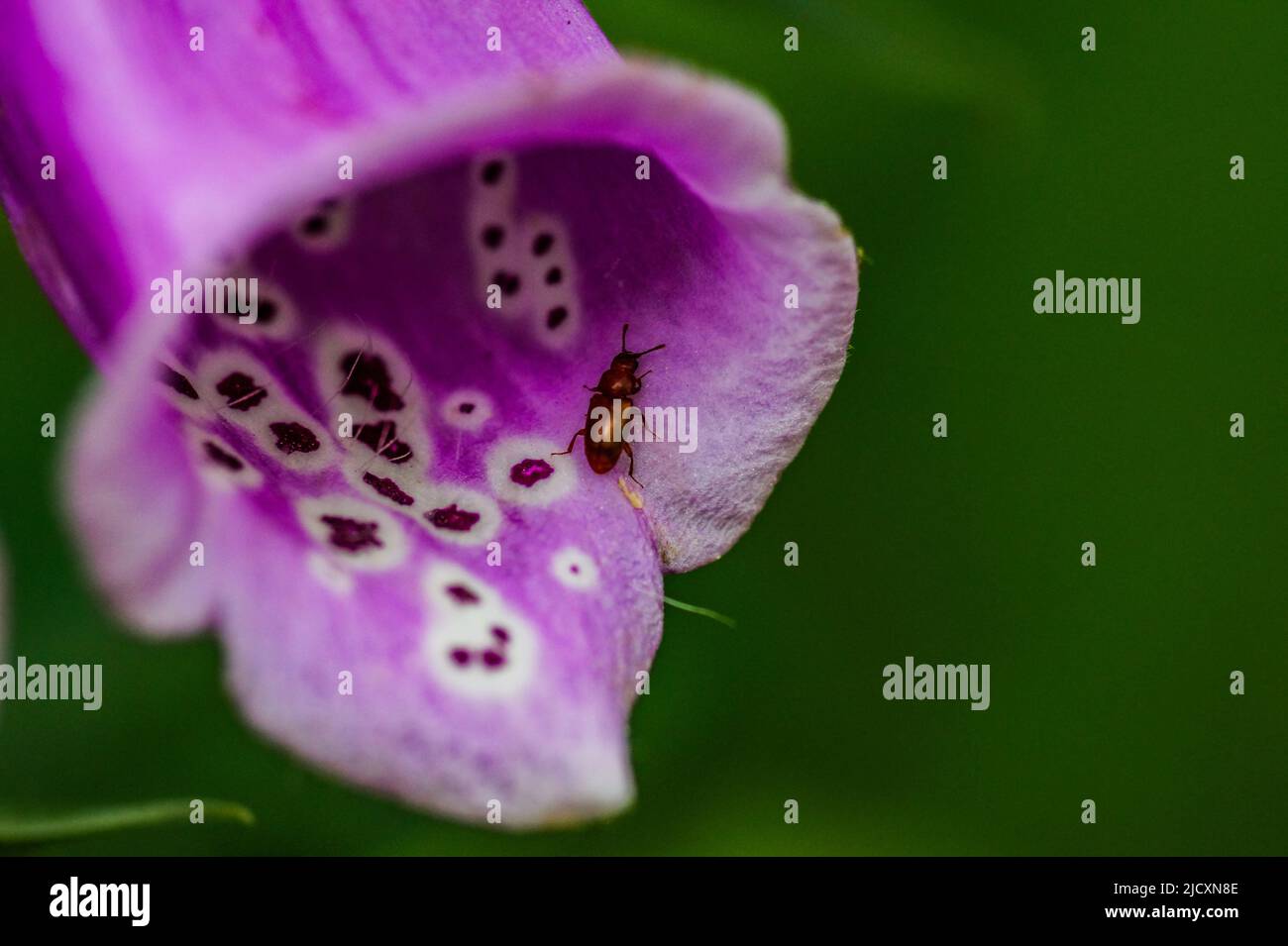 tiny brown bug inside a purple thinmble Stock Photo - Alamy