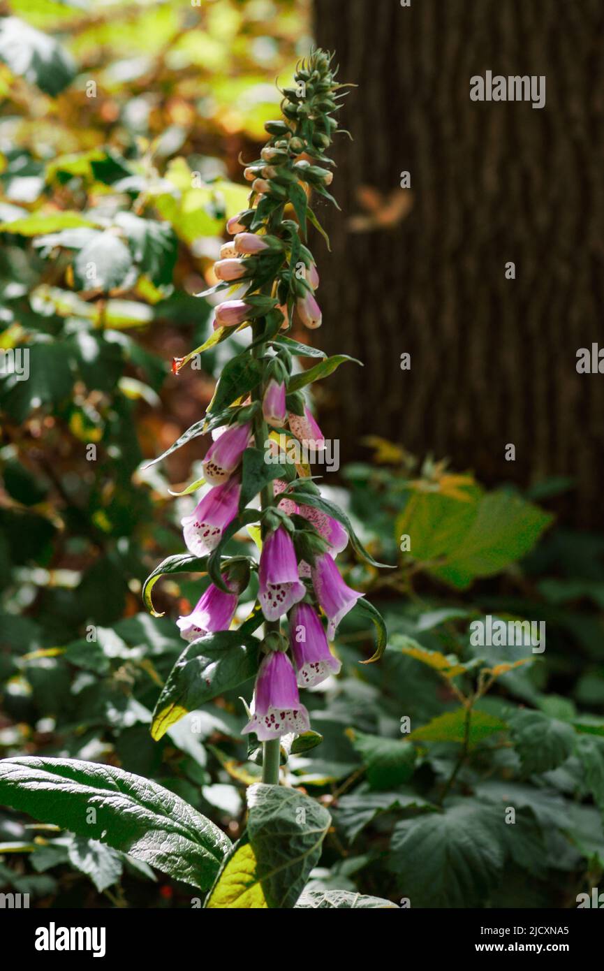 purple thimble hole plant Stock Photo - Alamy