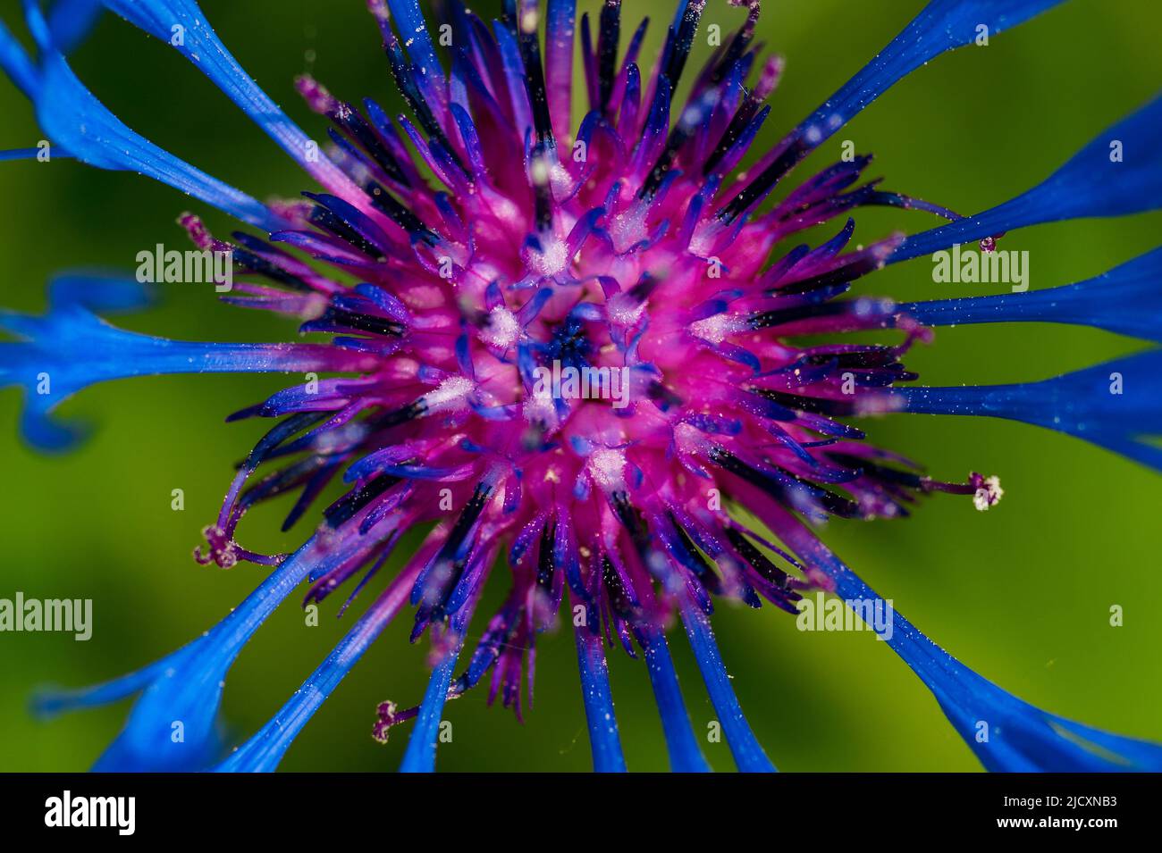 Purple cornflower hi-res stock photography and images - Alamy