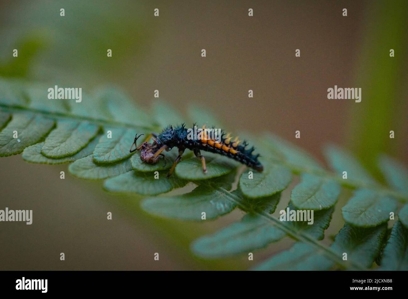 close up of a black and orange ladybug larva - side view Stock Photo ...